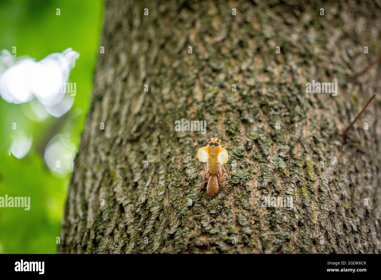 Cicada - Brood XCicada - Brood X - Magicicada Cassinii Stock Photo - Alamy