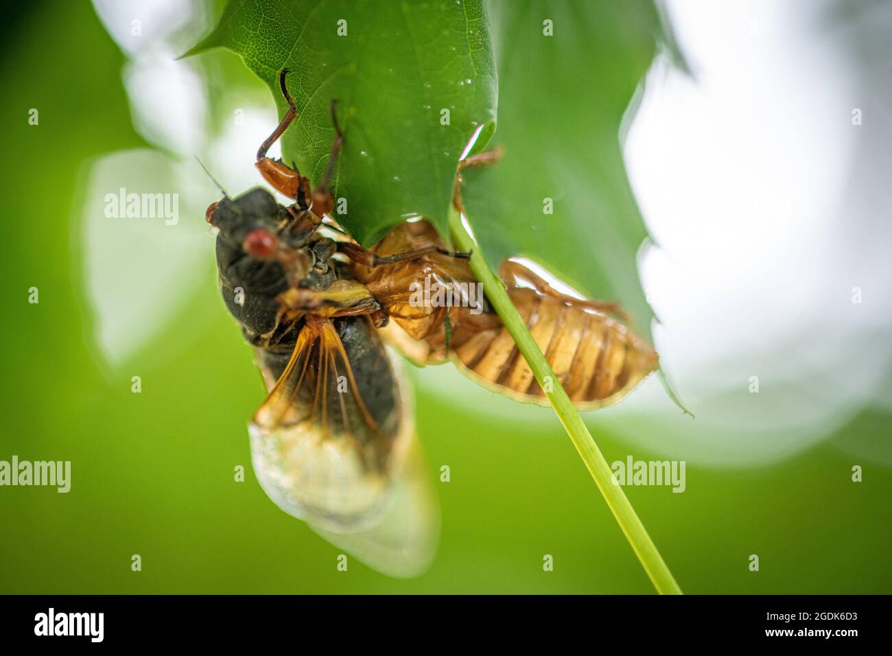 Cicada - Brood XCicada - Brood X - Magicicada Cassinii Stock Photo - Alamy