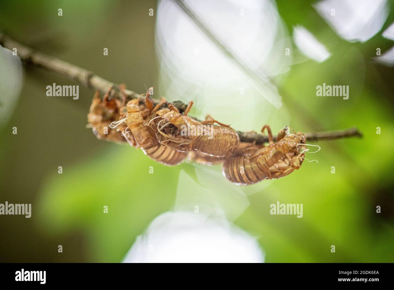 Cicada - Brood XCicada - Brood X - Magicicada Cassinii Stock Photo - Alamy