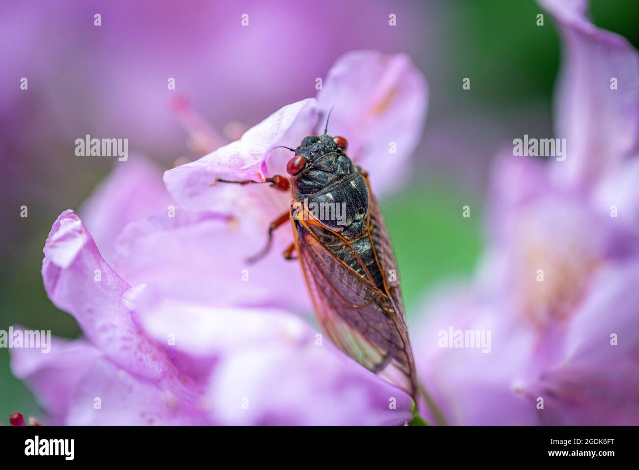 Cicada - Brood XCicada - Brood X - Magicicada Cassinii Stock Photo - Alamy