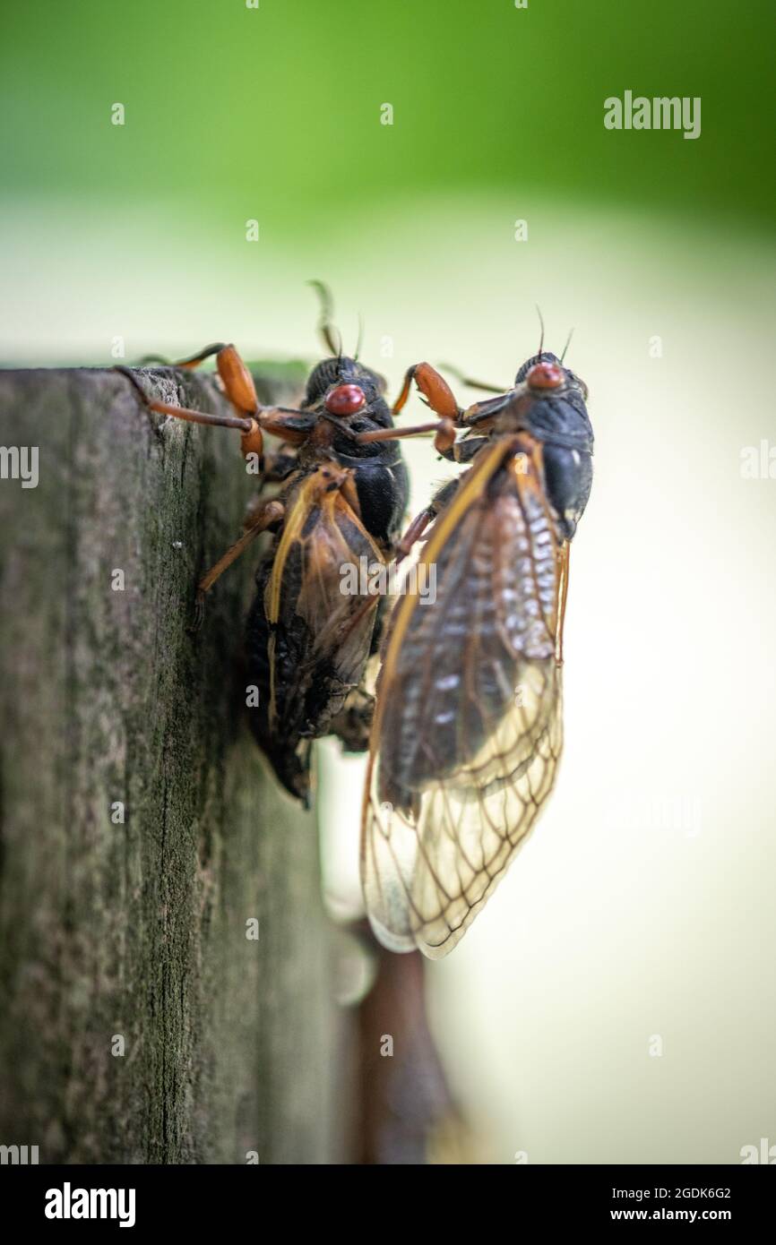Cassini Periodical Cicadas
