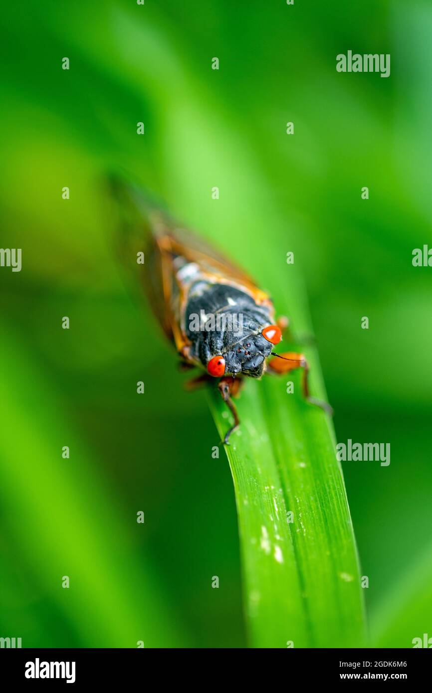Cicada - Brood XCicada - Brood X - Magicicada Cassinii Stock Photo - Alamy