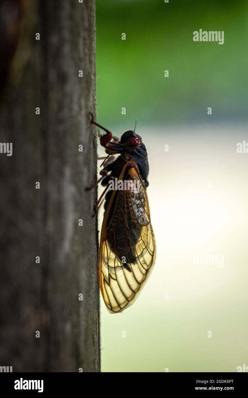 Cicada - Brood XCicada - Brood X - Magicicada Cassinii Stock Photo - Alamy