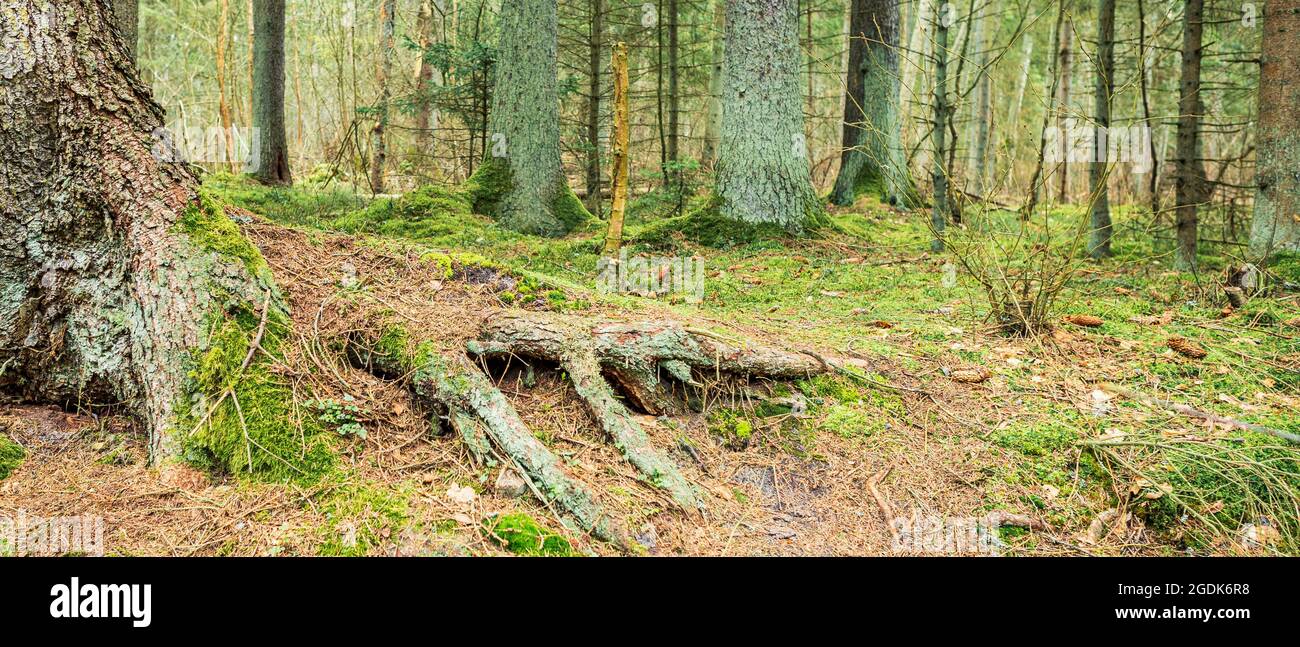 Large old tree roots overgrown with moss and lichens in an old forest ...