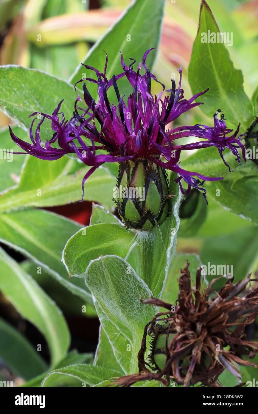 Side view of purple Cornflowers growing in the garden Stock Photo - Alamy
