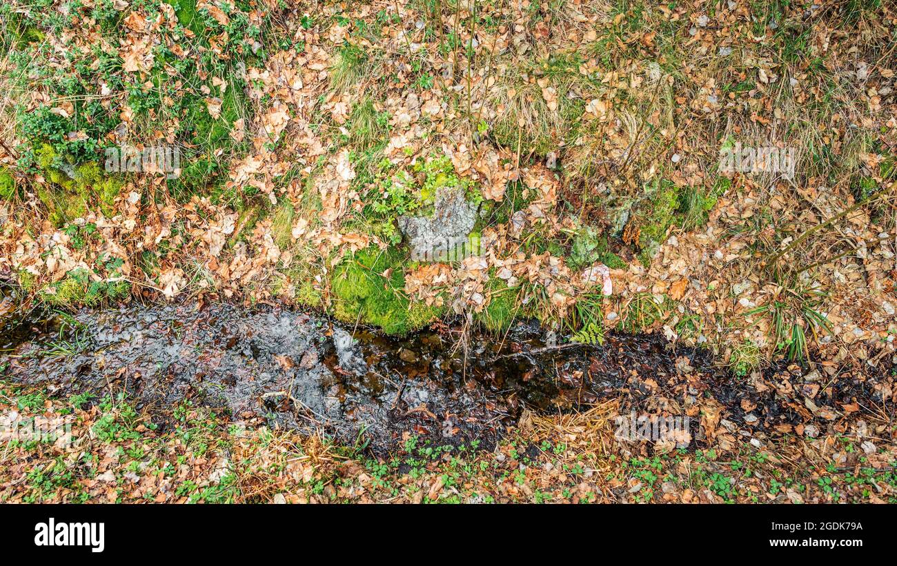 A stream with dark water in an old forest among moss, grass, and forest ...