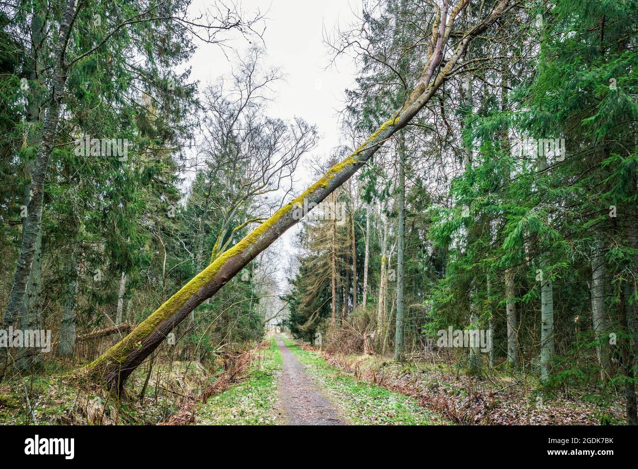 A huge old tree growing diagonally across the forest path in an old ...