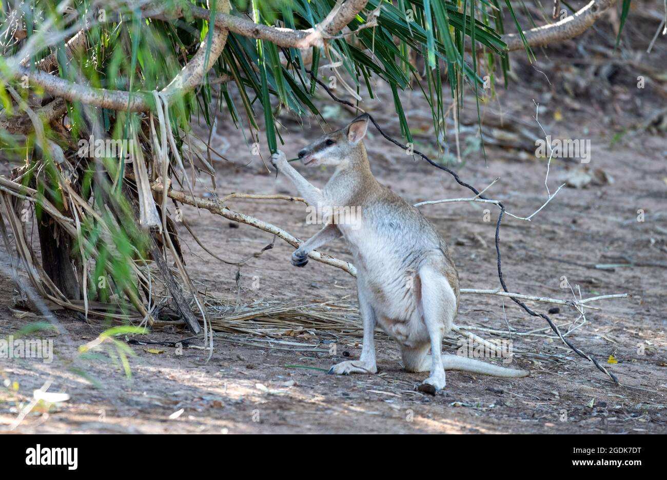 Agile wallaby feeding on palm leaves on the banks of the Gregory river ...
