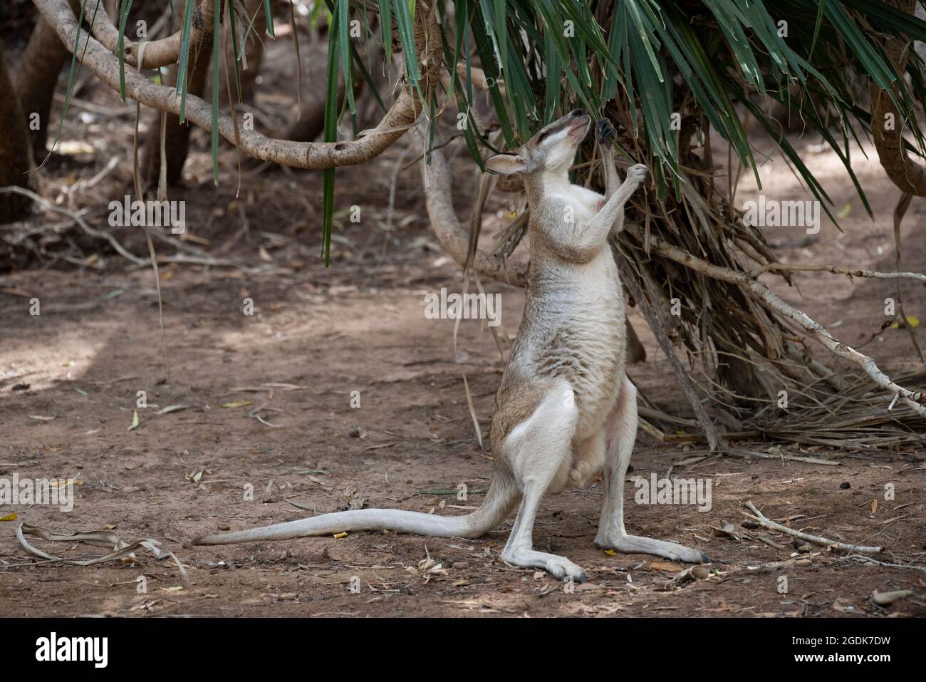 Agile wallaby feeding on palm leaves on the banks of the Gregory river ...