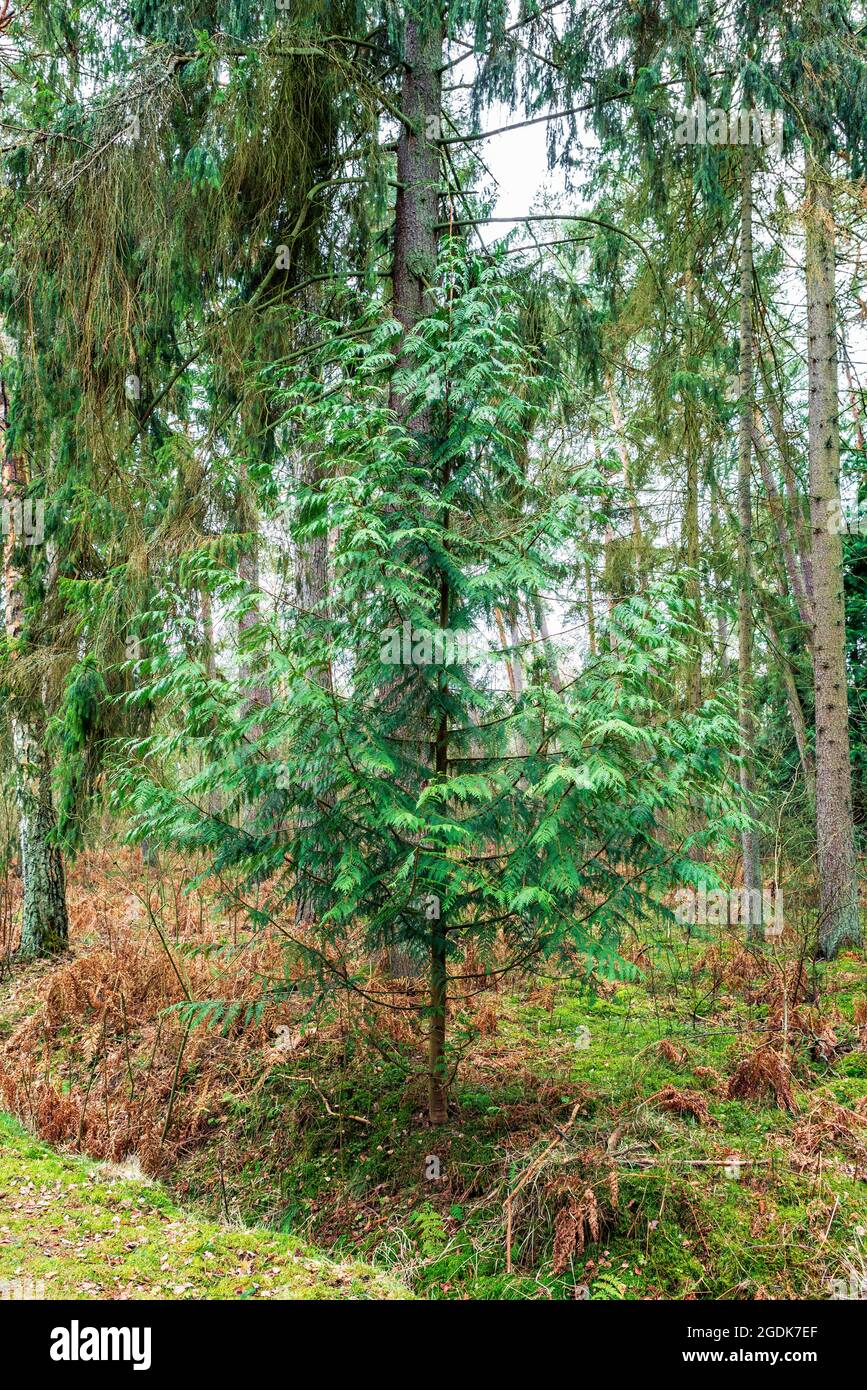Thuja plicata western cedar close up hi-res stock photography and ...