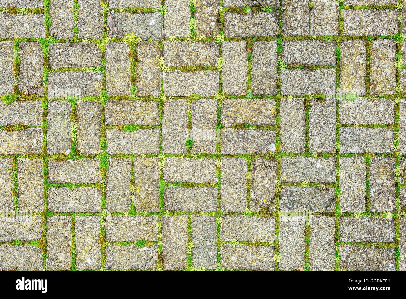 Bright green moss and fine grass growing in geometric patterns between ...