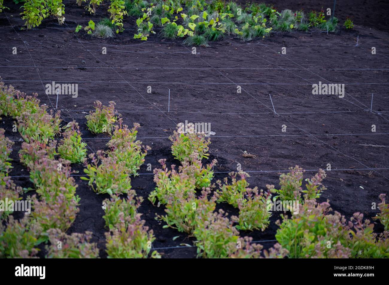 Landscaping. A lined plot of land for planting ornamental plants Stock ...