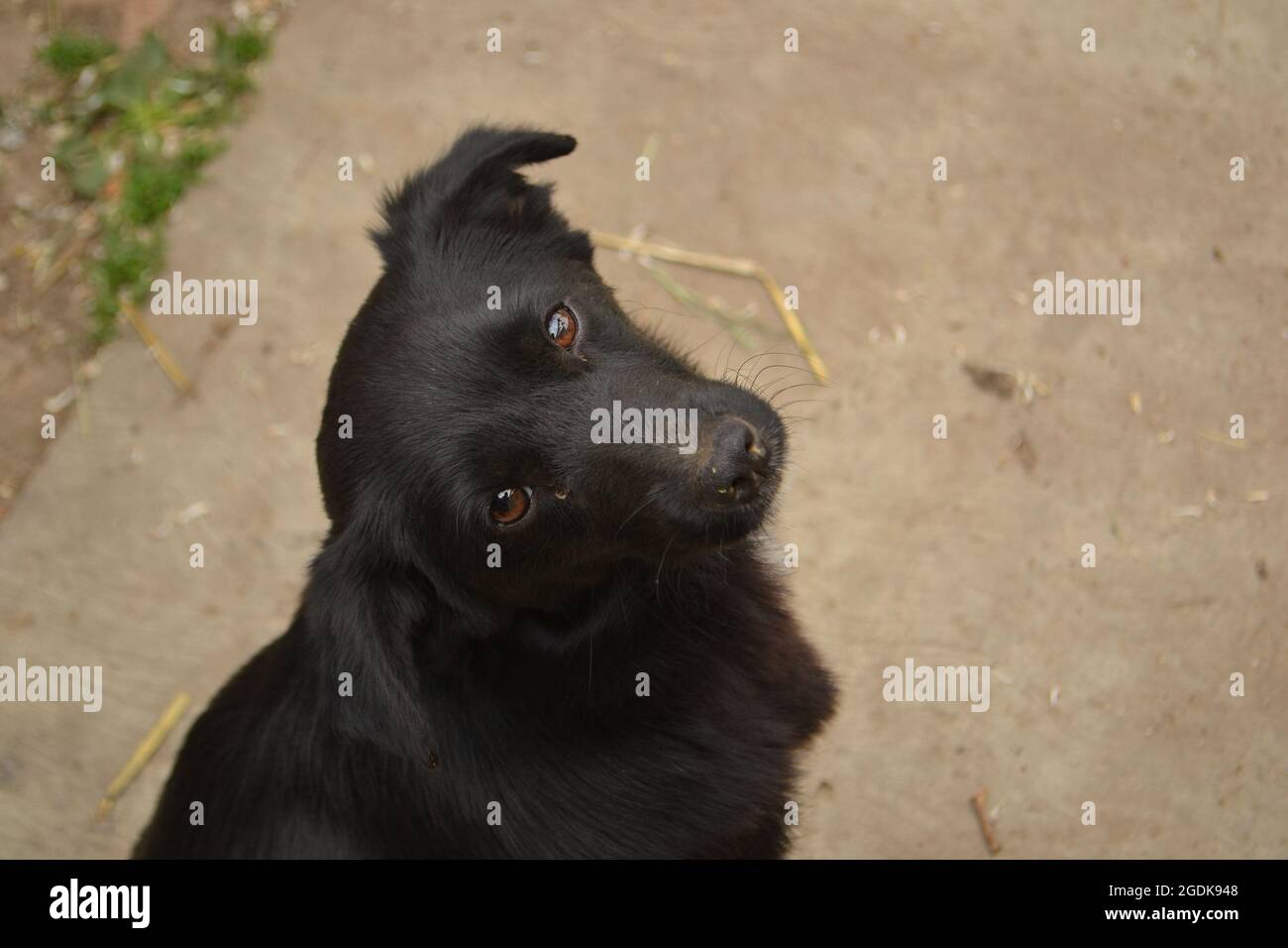 Sad black puppy looking up at the camera with pleading brown eyes and a ...