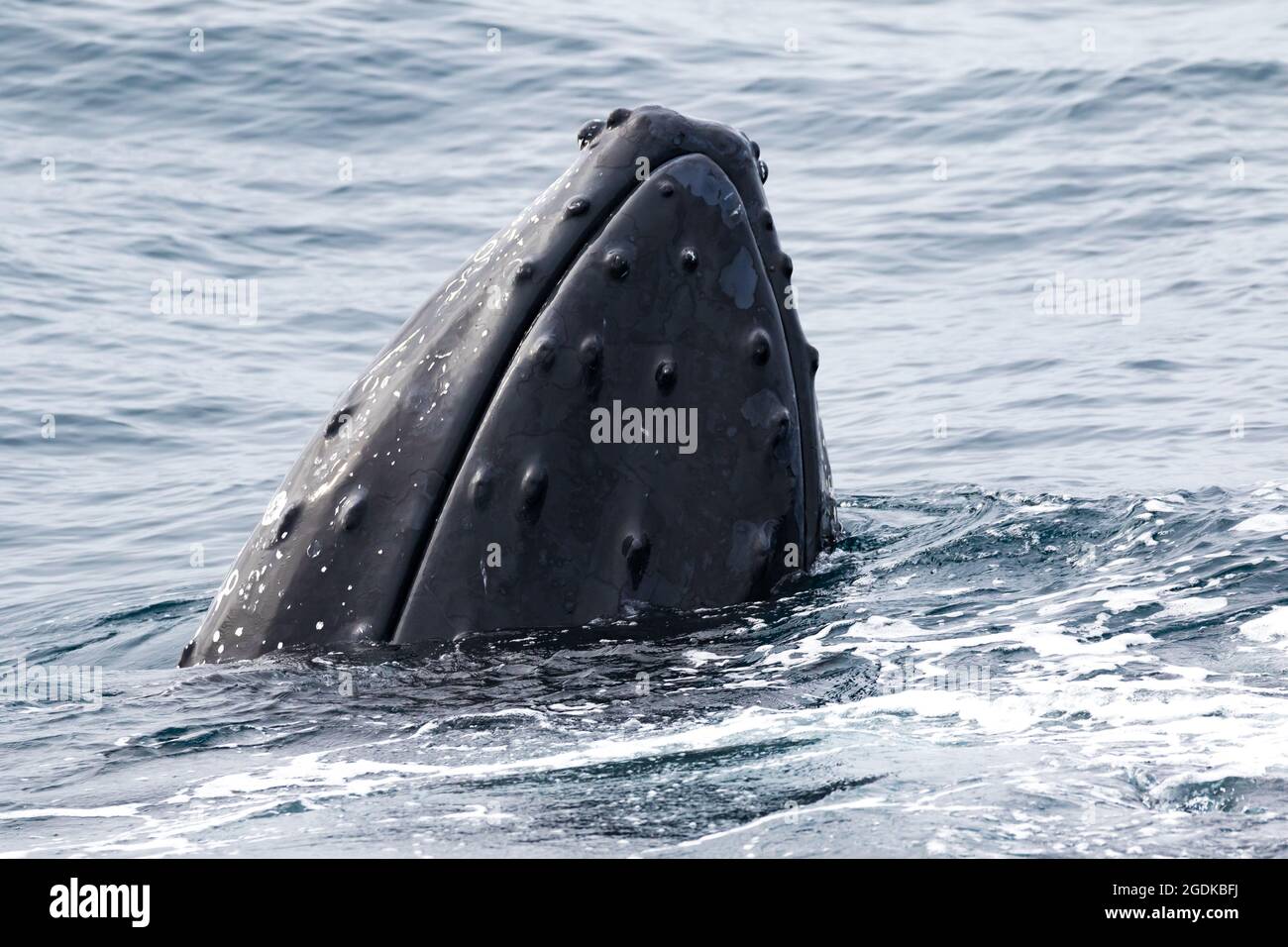 Humpback Whales During Their Annual Migration Along The East Coast Of