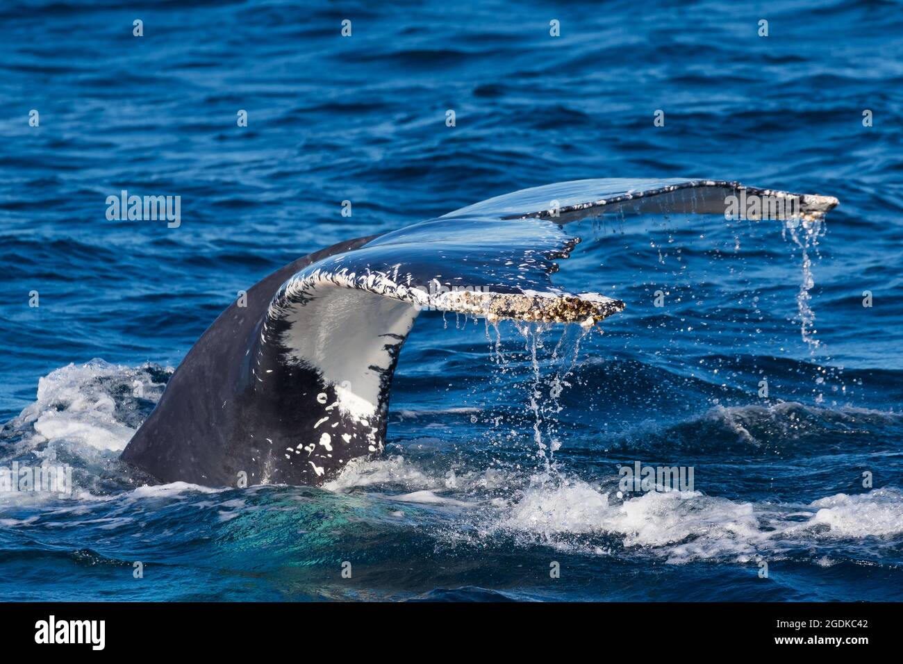 Humpback Whales During Their Annual Migration Along The East Coast Of
