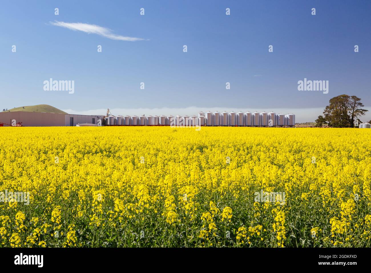 Canola crop in paddock hi-res stock photography and images - Alamy