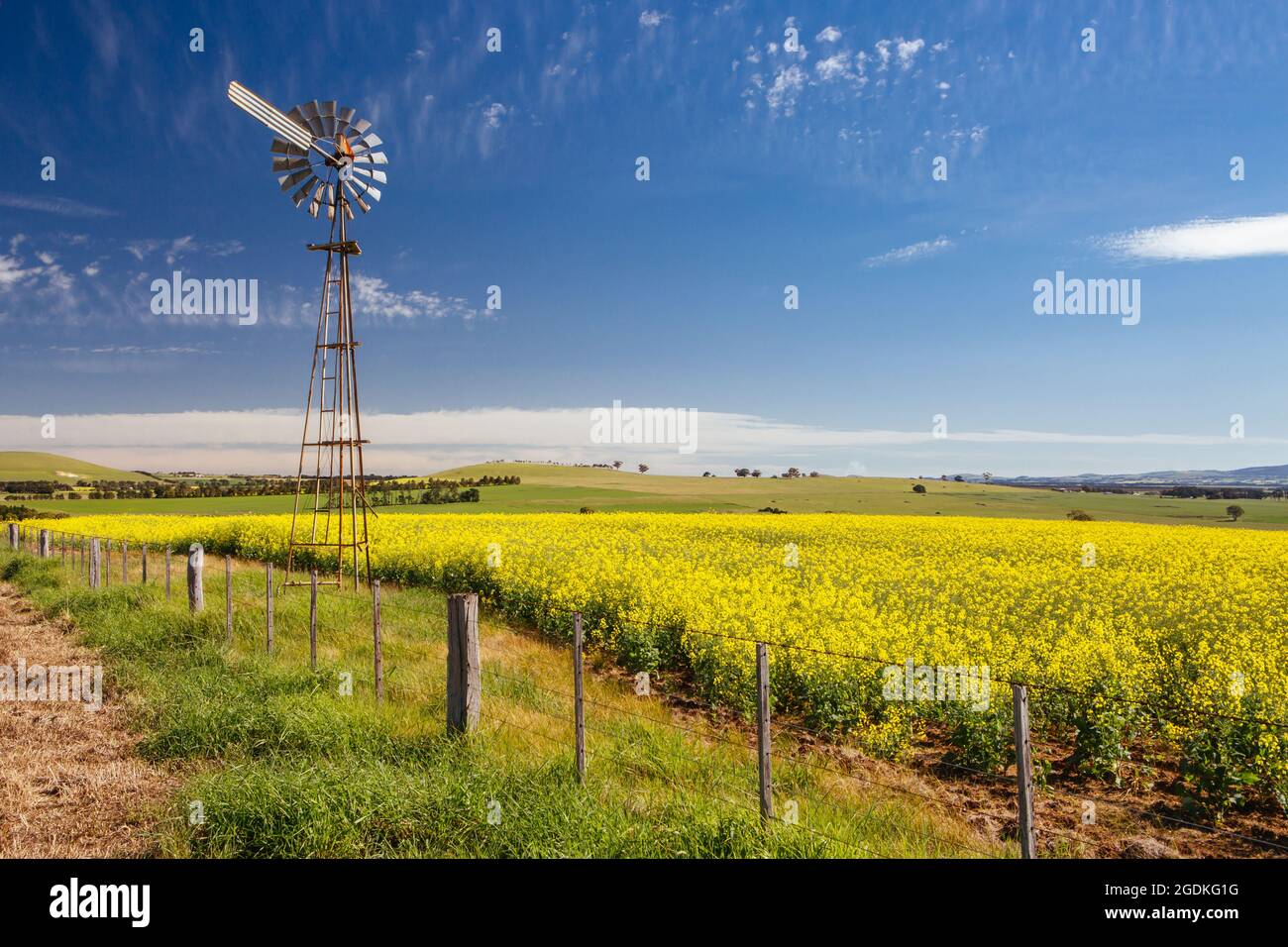 Canola crop in paddock hi-res stock photography and images - Alamy