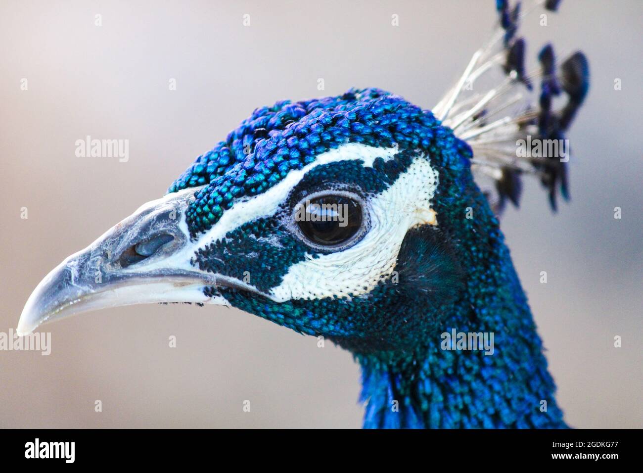Peacock with close up shots, sharp eyes Stock Photo - Alamy