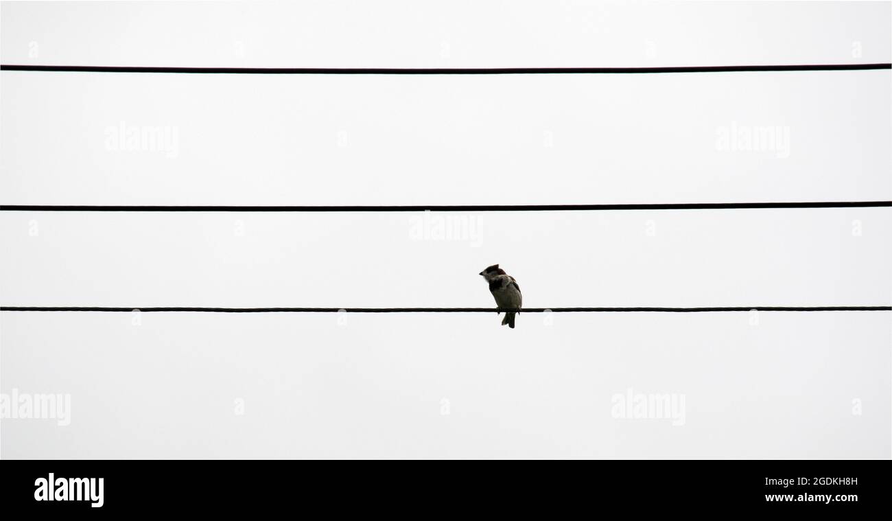 Powerline bird hi-res stock photography and images - Alamy