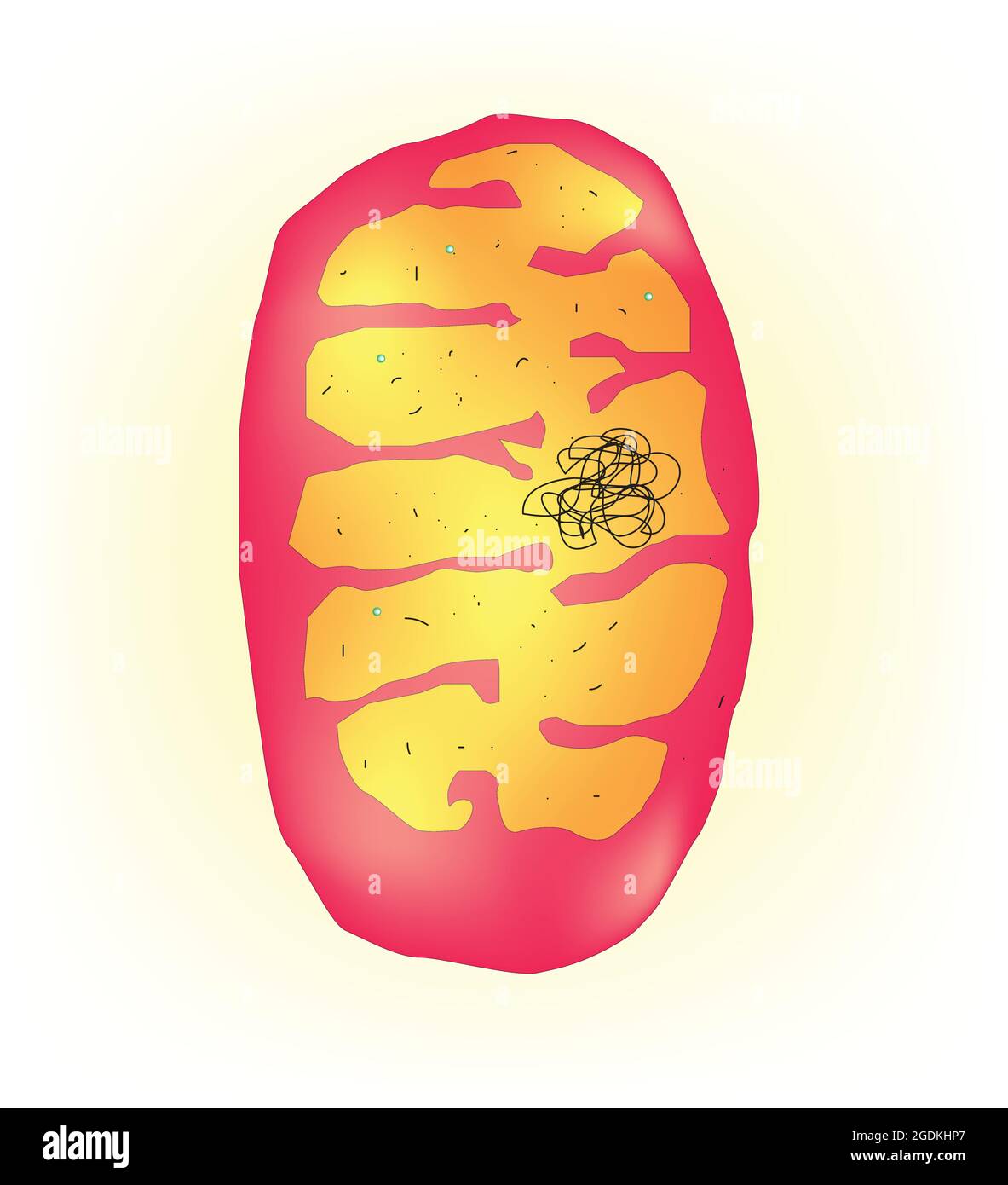 double membrane organelles, powerhouse of the cells as they produce ...
