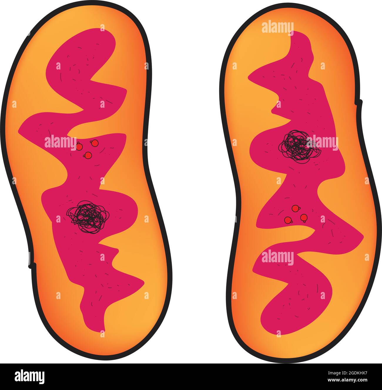 membrane-bound cell organelles (mitochondrion, singular) that generate ...