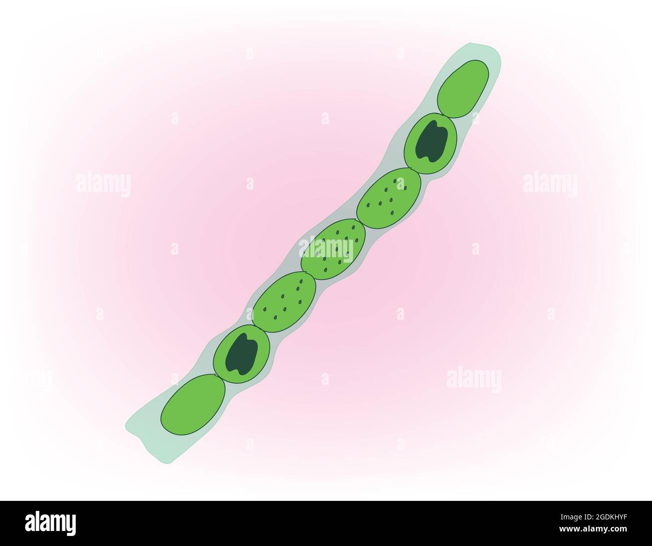Nostoc structure Cut Out Stock Images & Pictures - Alamy