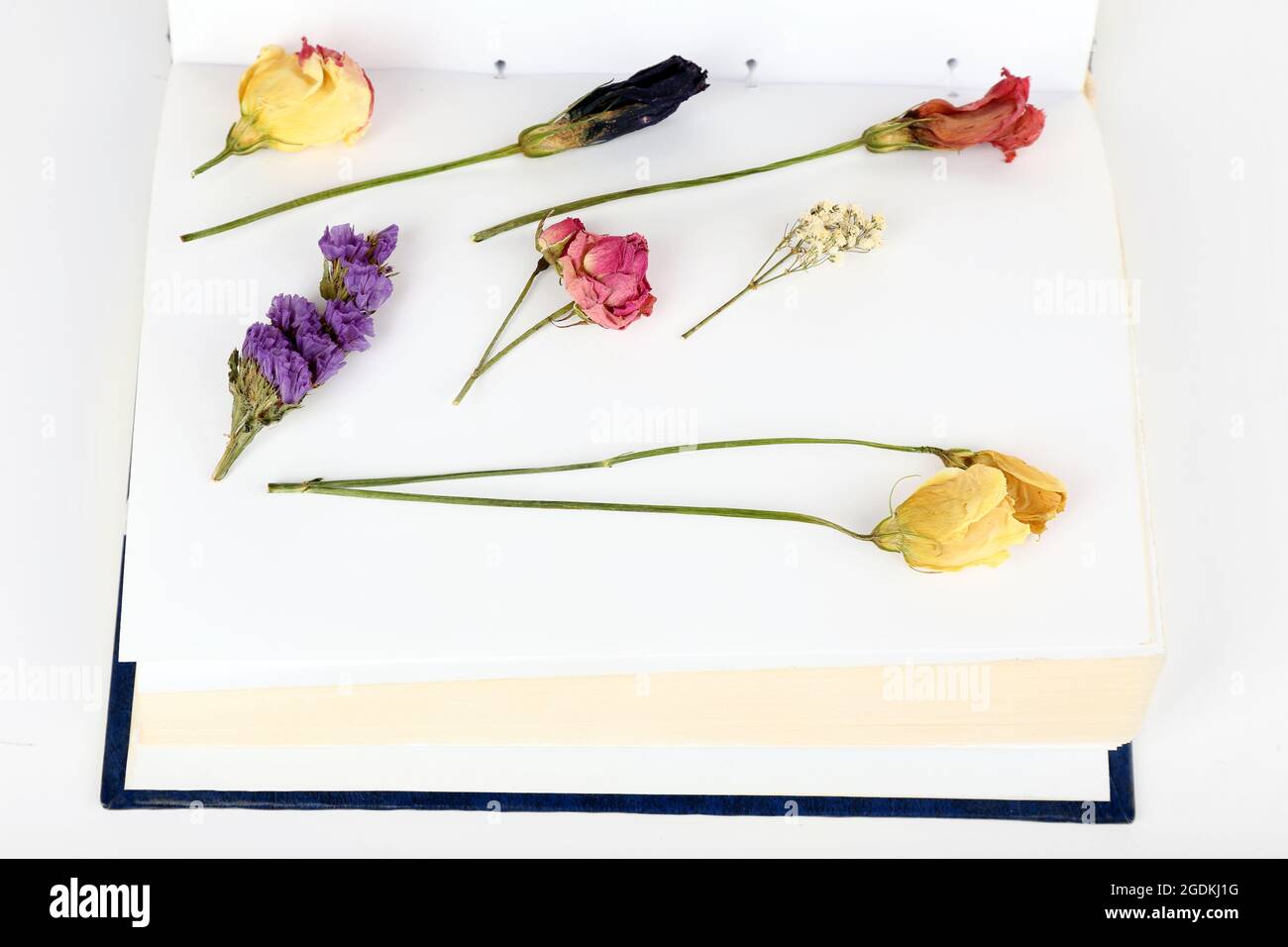 Dry up plants on book isolated on white Stock Photo - Alamy