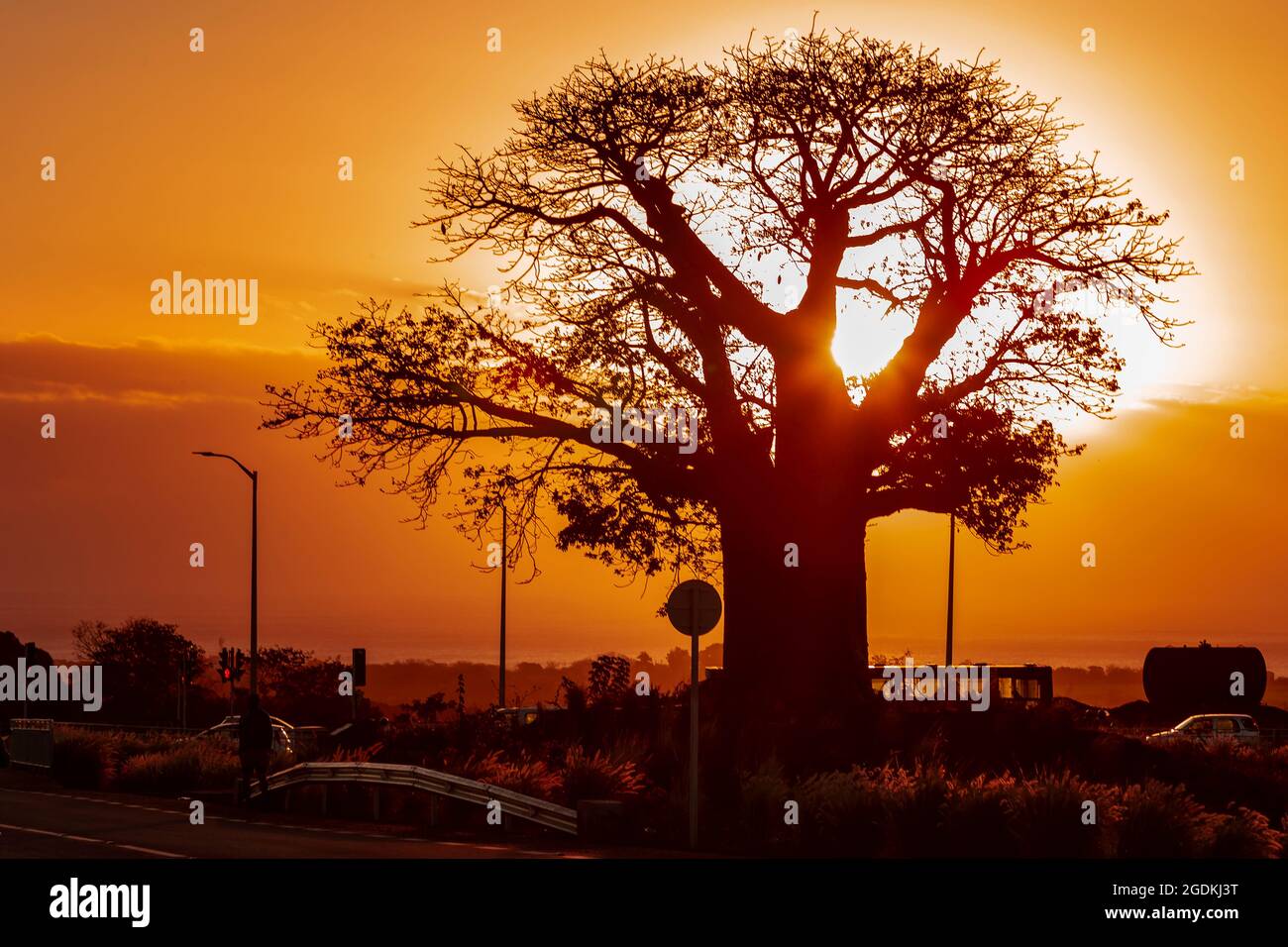 Sun setting over the ocean behind baobab tree Stock Photo - Alamy