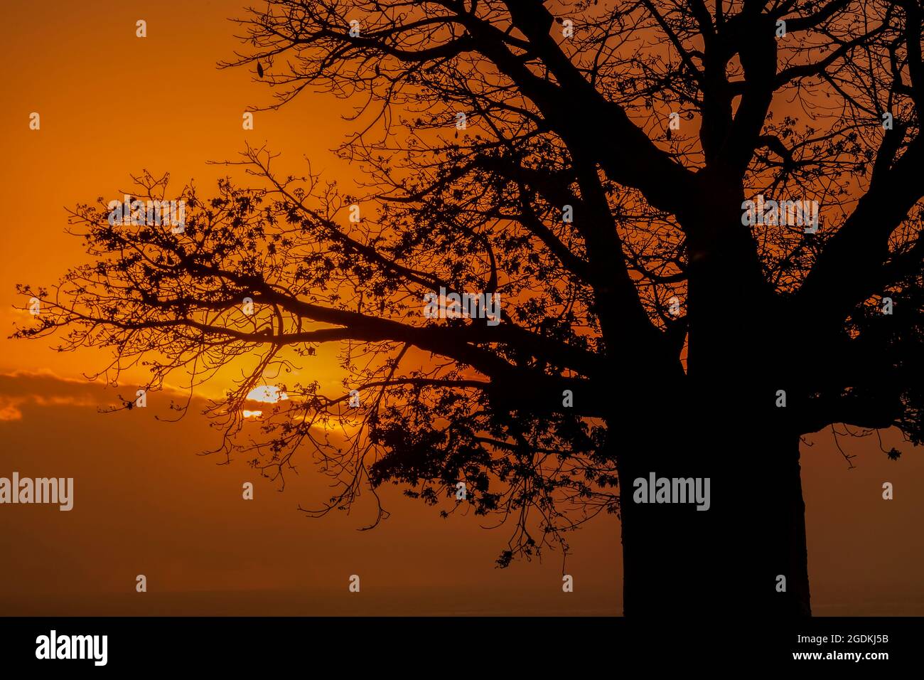 Sun setting over the ocean behind baobab tree Stock Photo - Alamy
