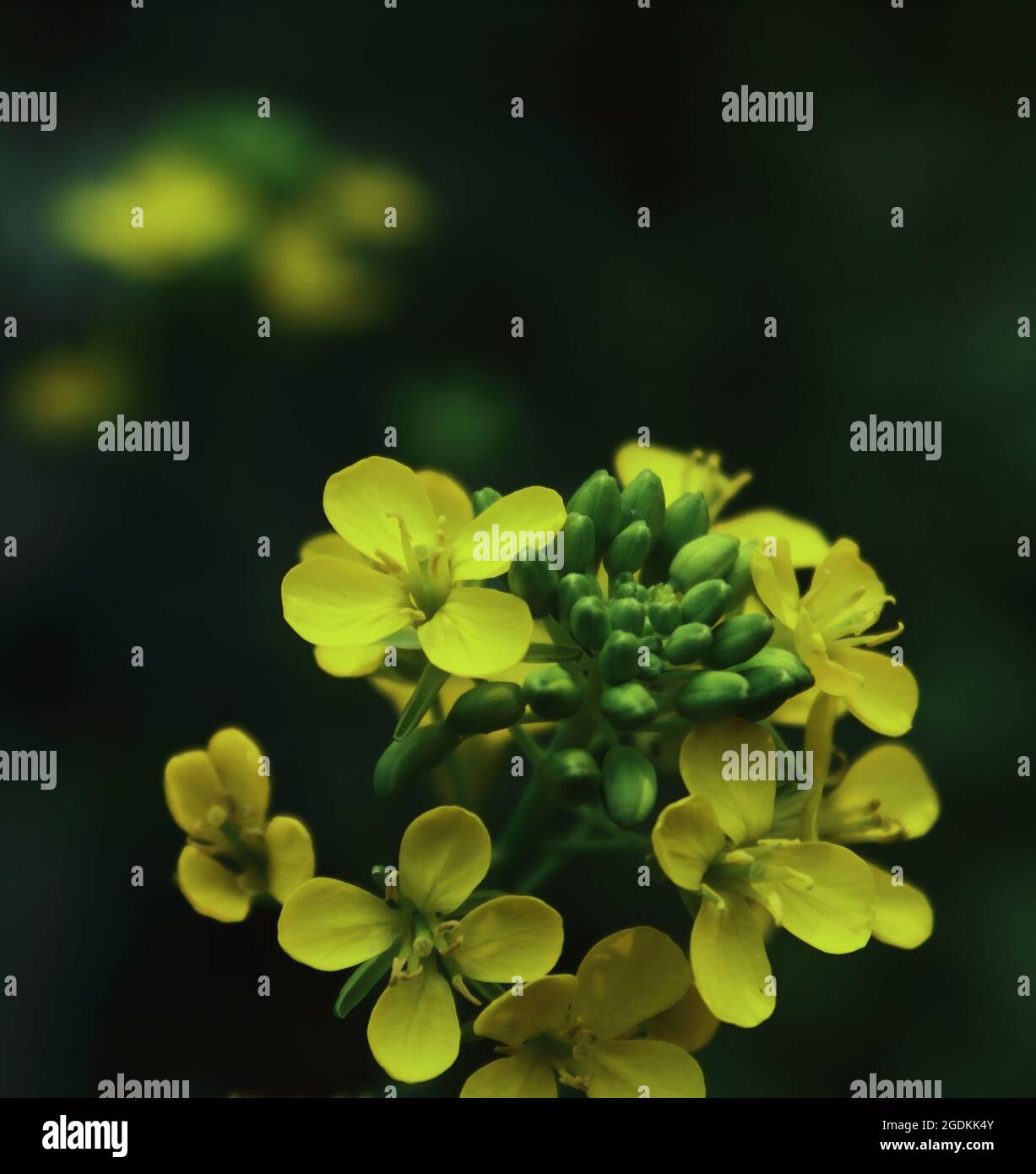 Beauty of nature in mustard field hi-res stock photography and images ...