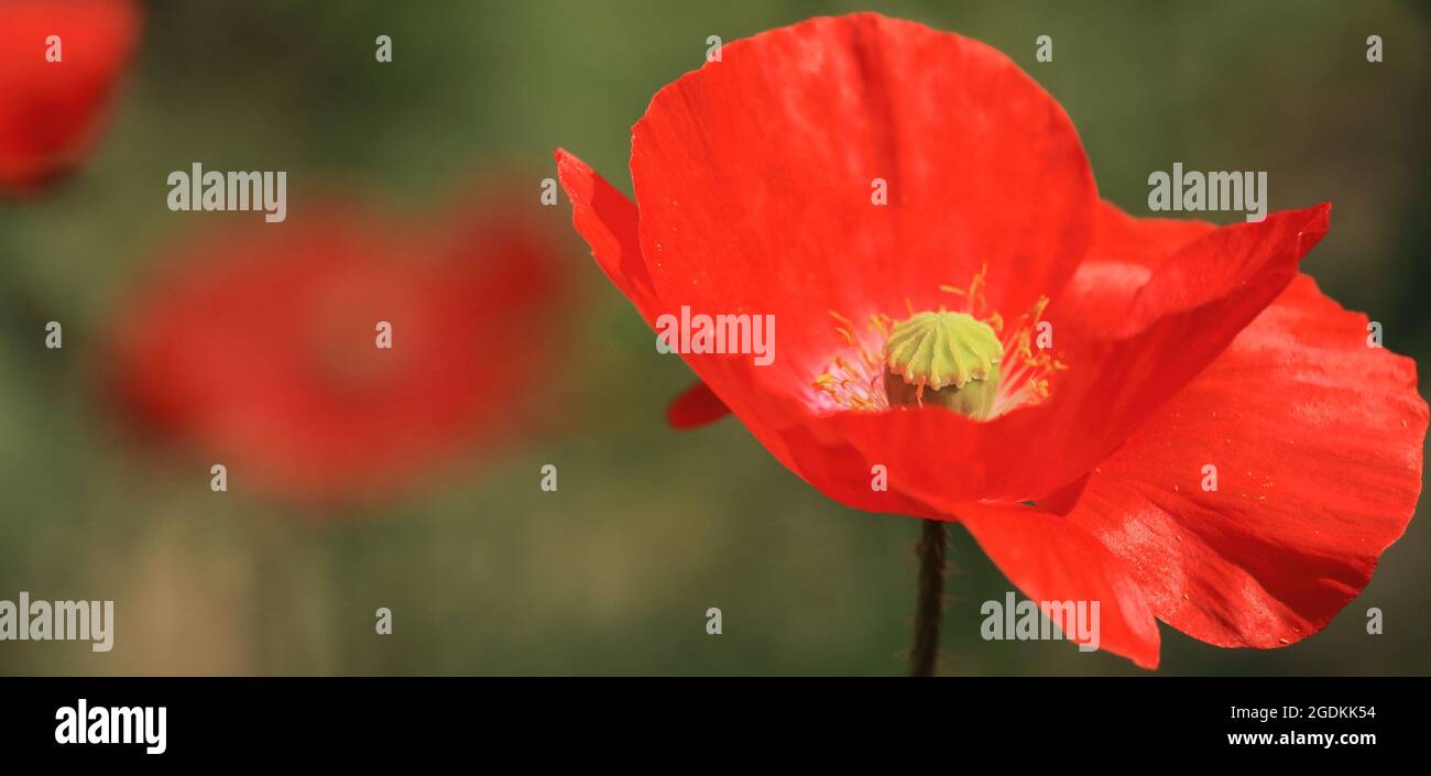 India wild flowers hi-res stock photography and images - Alamy