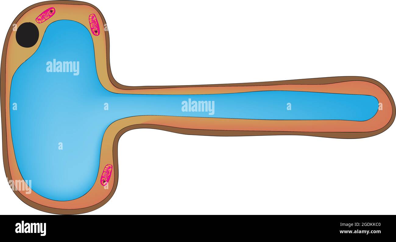 Biological illustration of root cells, single tubular root cells. Their ...