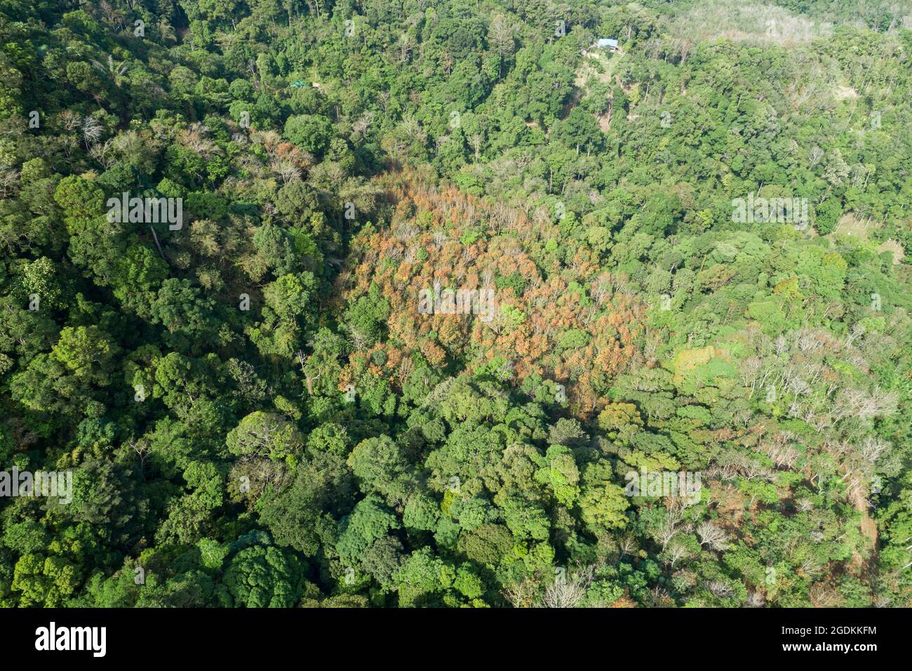 Aerial view Drone camera top view rainforest trees ecology with healthy ...
