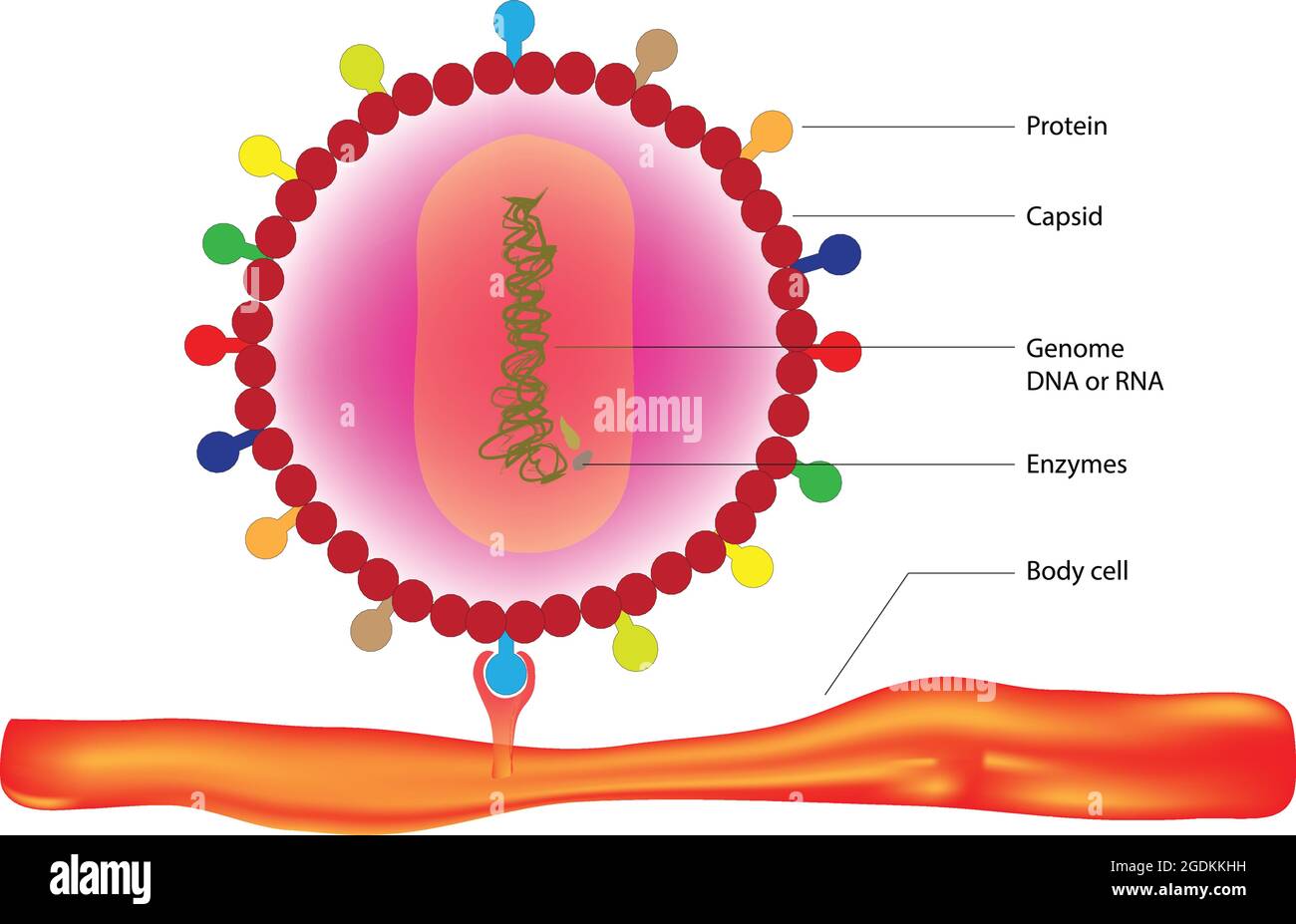 Microscopic vector vectors hi-res stock photography and images - Alamy