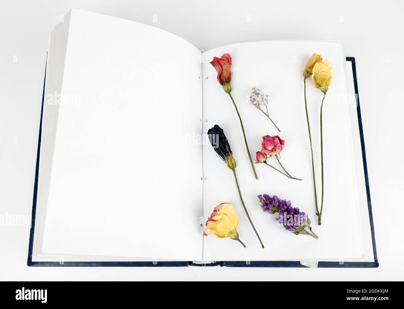 Dry up plants on book isolated on white Stock Photo - Alamy
