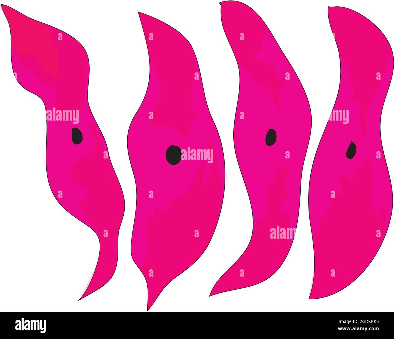 Smooth muscle, also called involuntary muscle, muscle that shows no ...