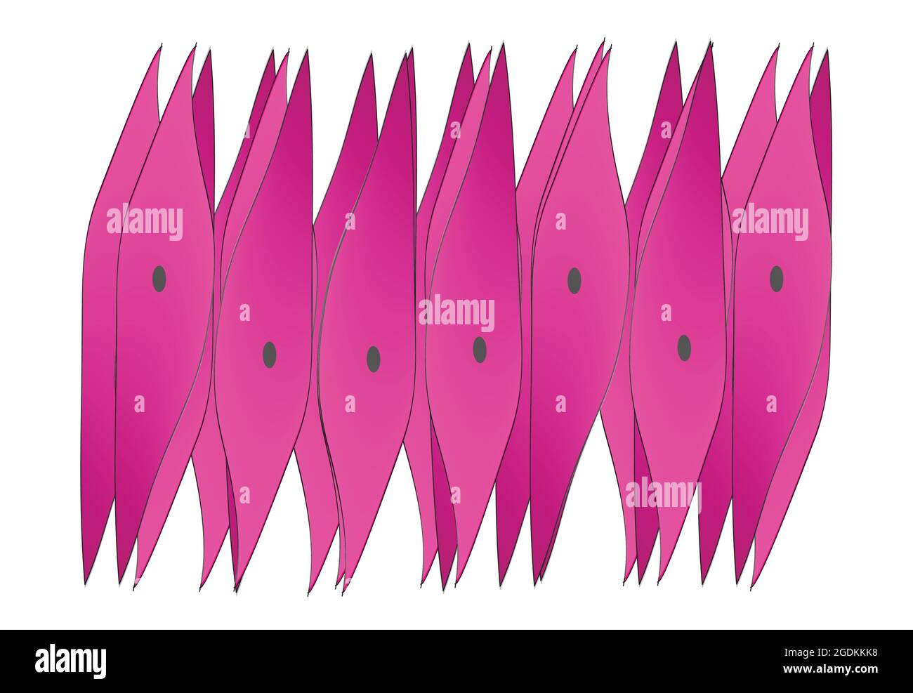 Smooth muscle cell microscopic hi-res stock photography and images - Alamy