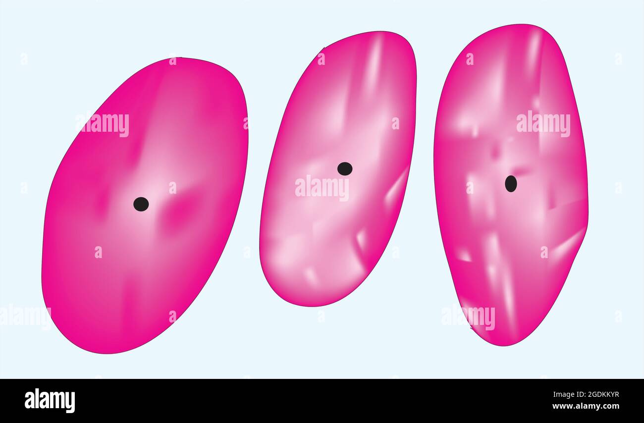 Round cells anatomy, anatomy of little tissue cells Stock Vector Image ...