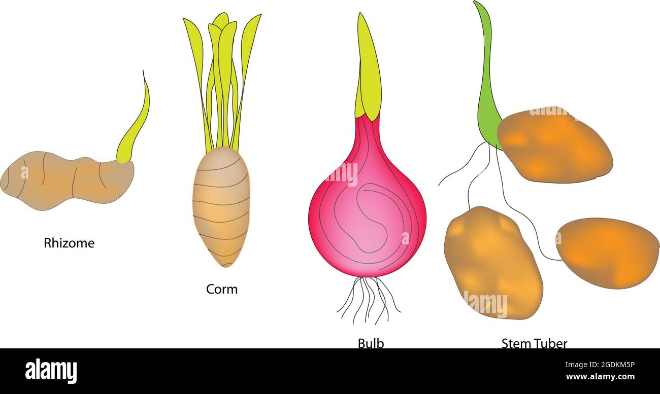 Types of stem, stem types. Plant stems, Category of plant stems Stock ... Types of stem, stem types. Plant stems, Category of plant stems Stock ...