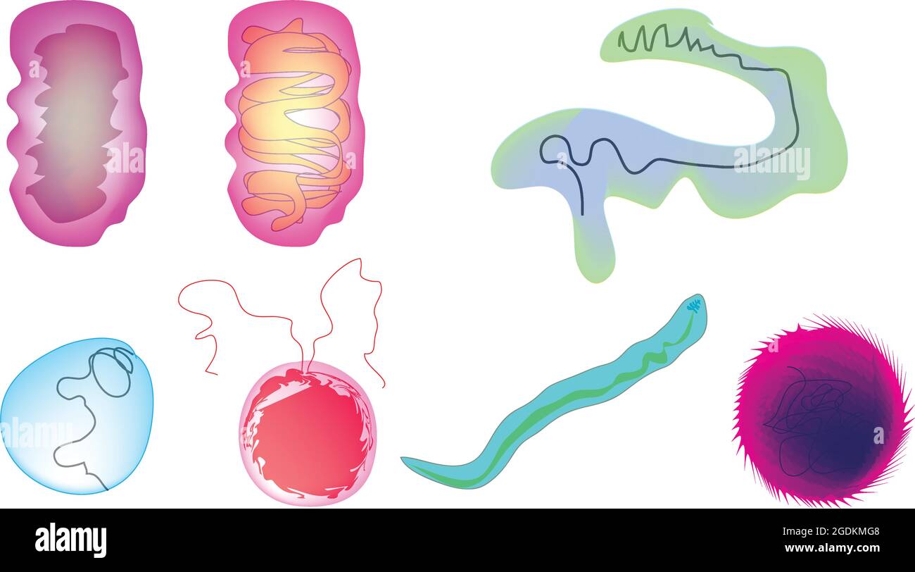Virus shapes, configures of viruses, classification of virus, shapes of ...