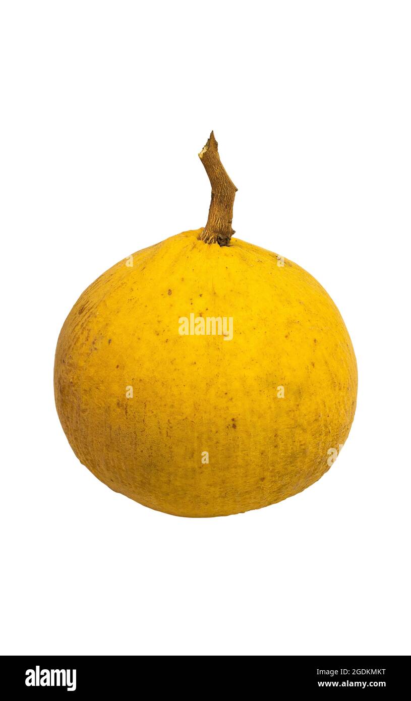 Ripe santol yellow, sweet and sour taste. On a white background ...