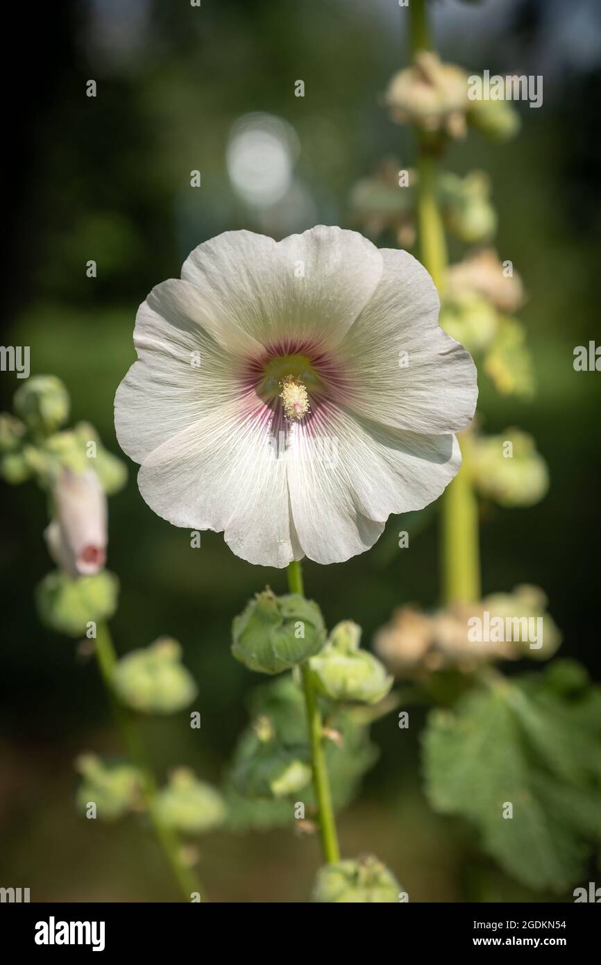 A white round flower with a pink center on a green blurred background ...