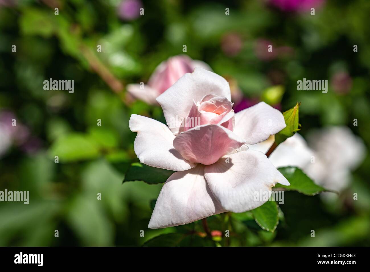Mottled flower petal close up hi-res stock photography and images - Alamy