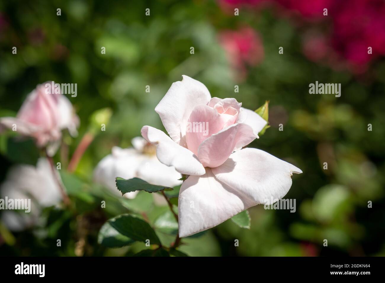 A small rose of pale pink color on a mottled blurry background, taken ...
