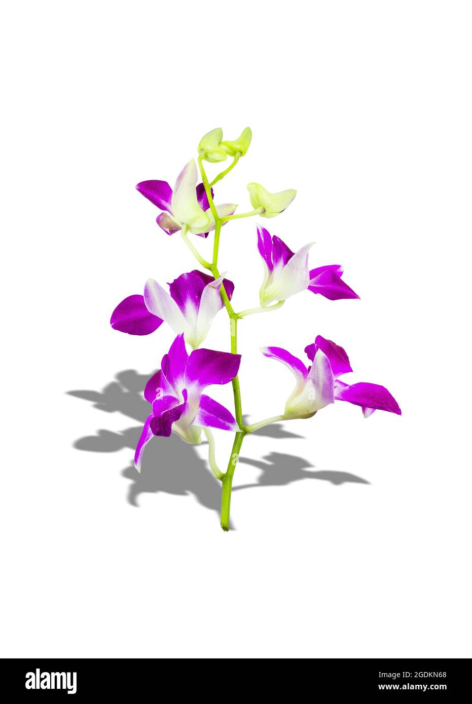 Bright purple orchid bouquet. flowers blooming on a white background ...
