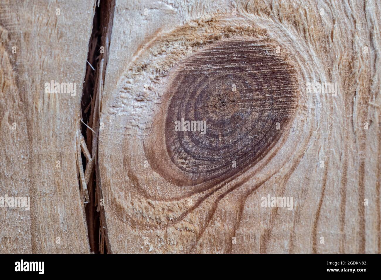 Beautiful texture of a tree with a knot in the section, taken close-up ...
