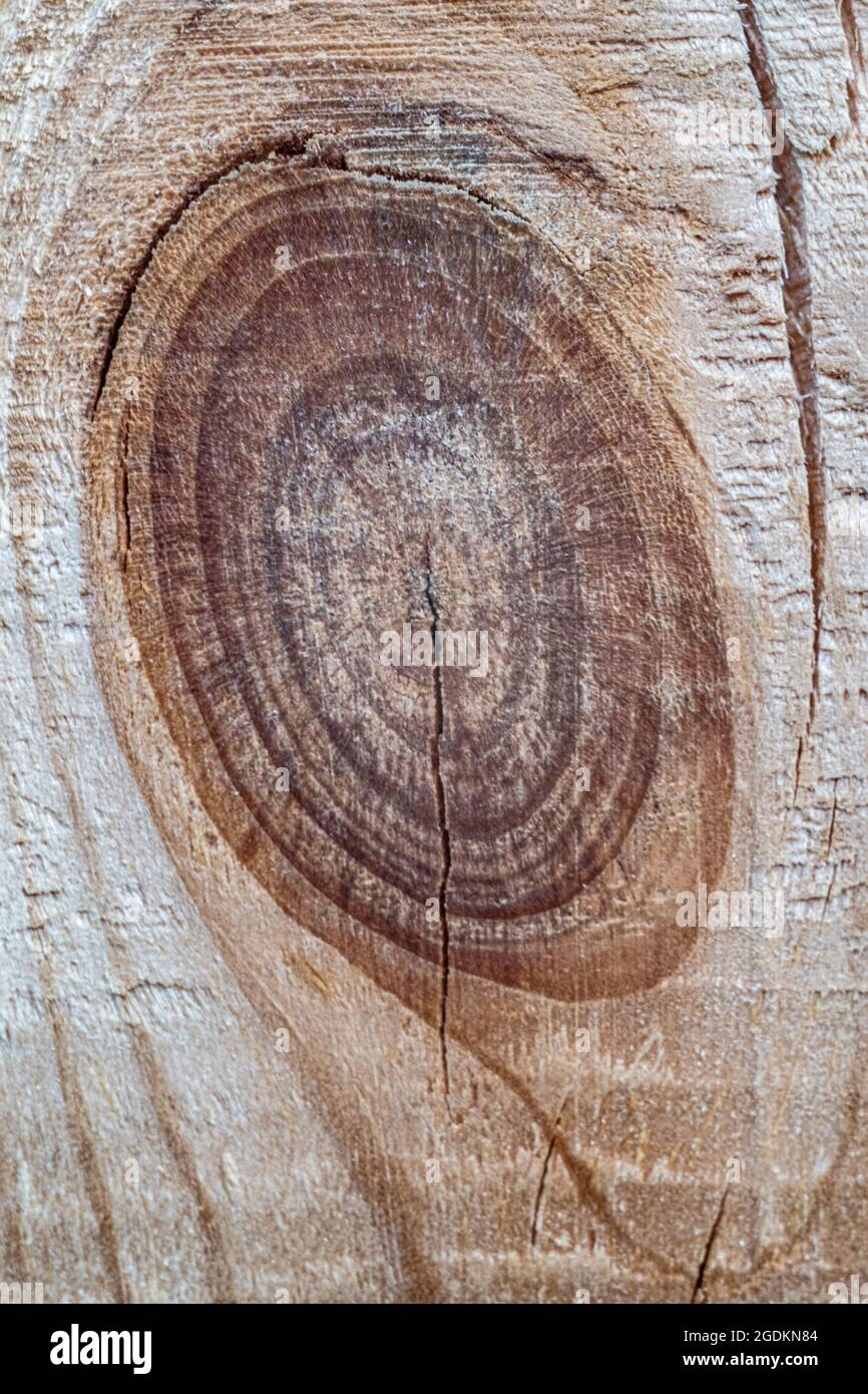 Beautiful texture of a tree with a knot in the section, taken close-up ...