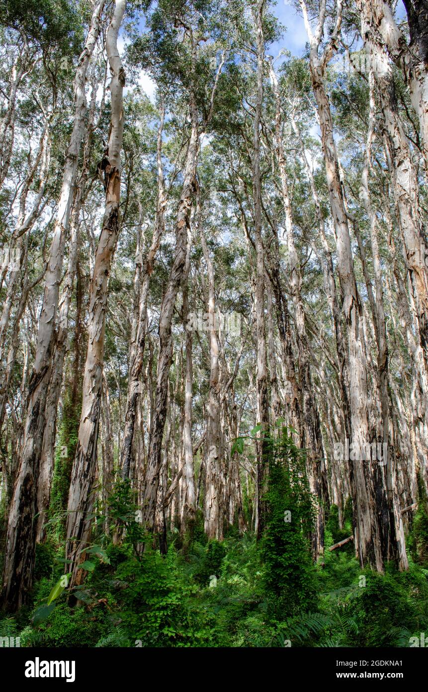 Paperbark forest walk hi-res stock photography and images - Alamy