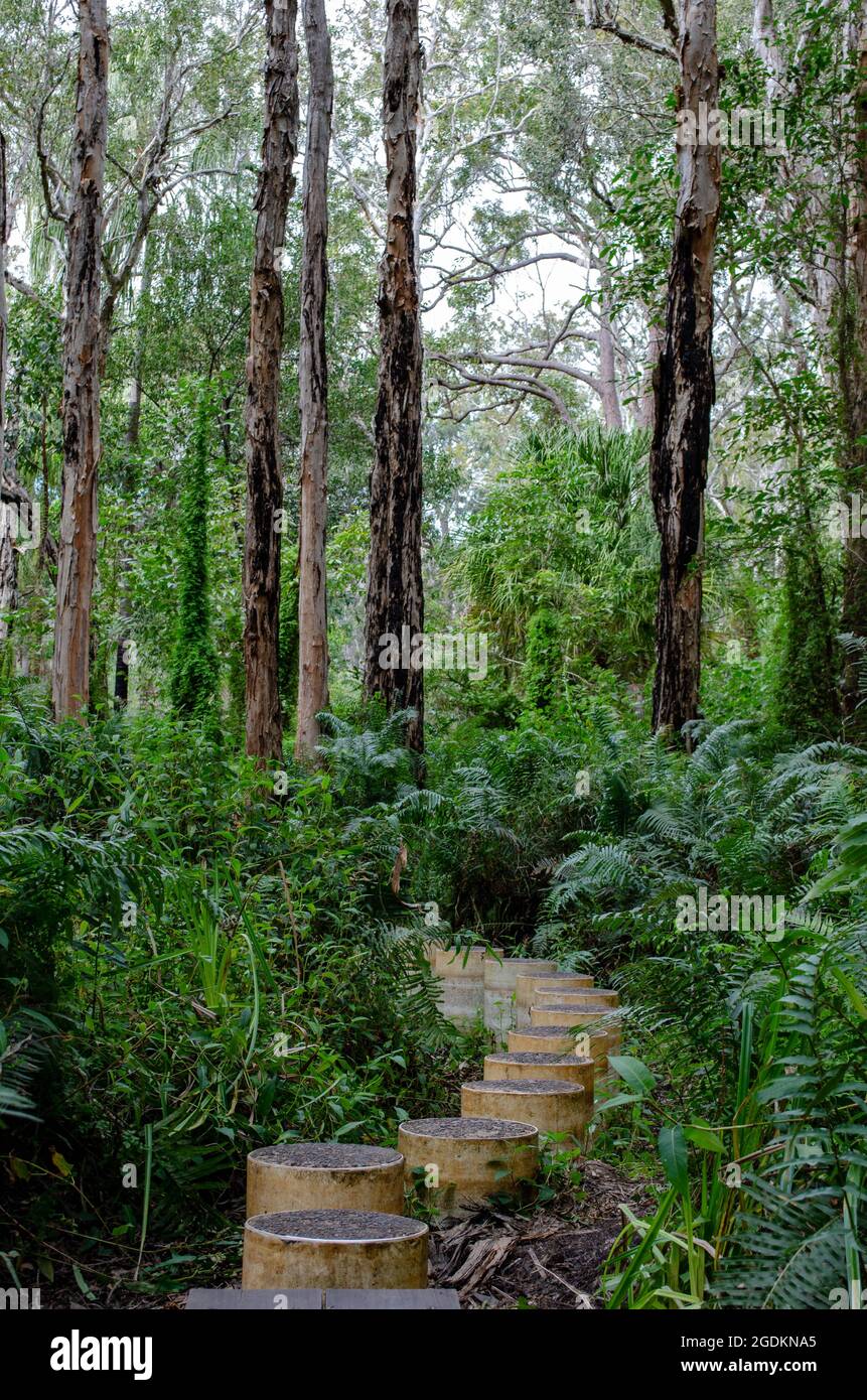 Paperbark forest walk hi-res stock photography and images - Alamy