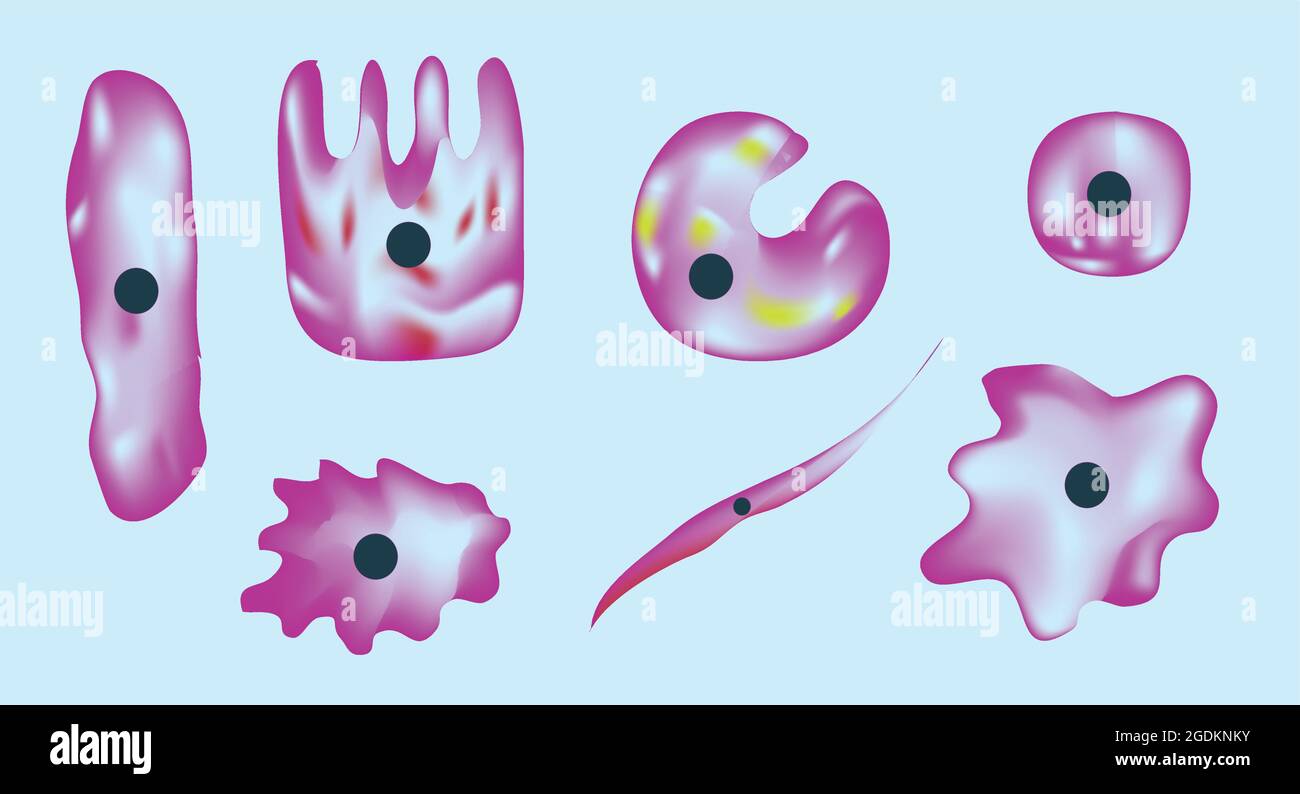 Different shapes of prokaryotic cells, basic cell shapes Stock Vector ...